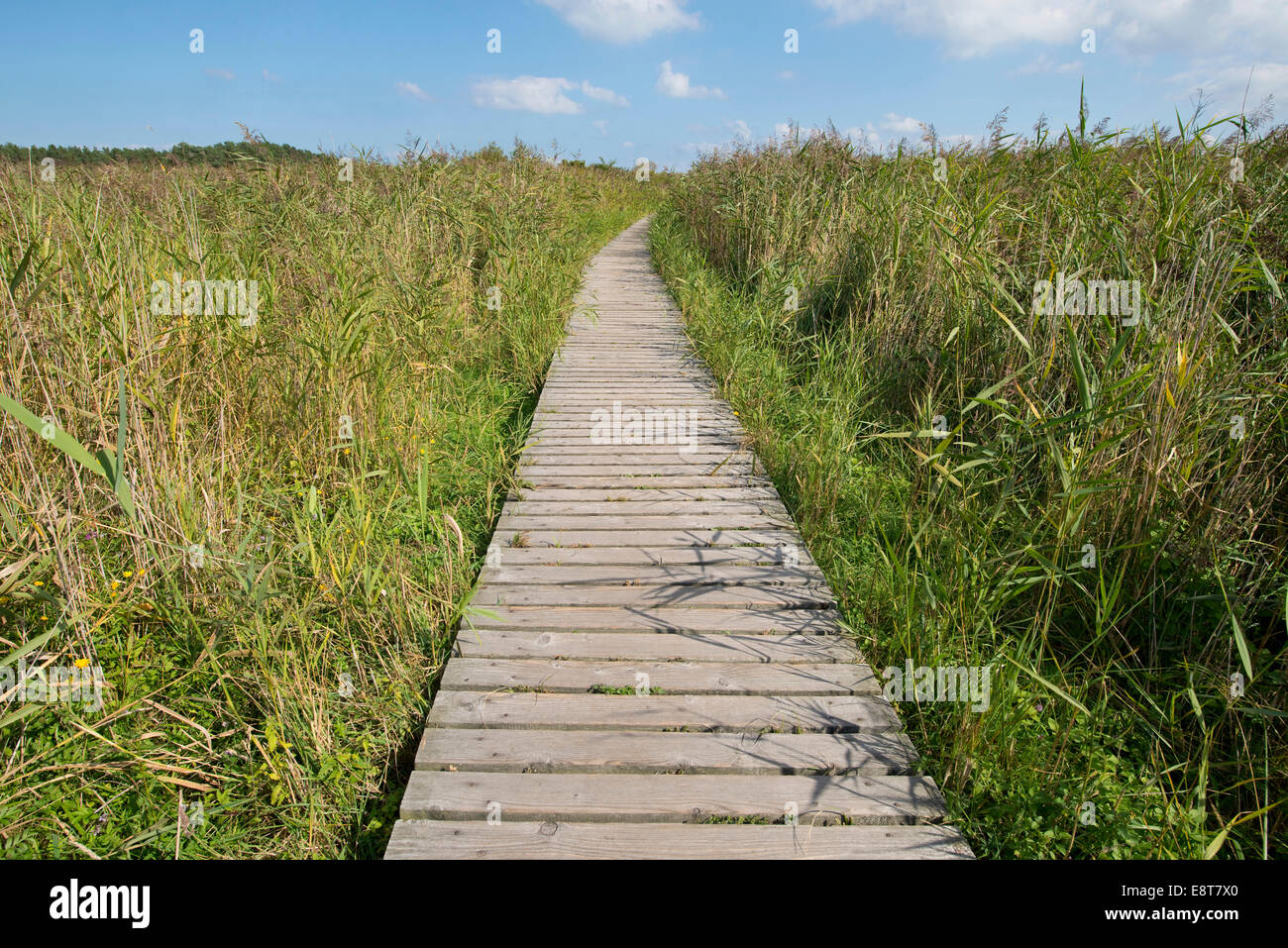 Boardwalk through reed (Phragmites australis), Darß, Western Pomerania ...