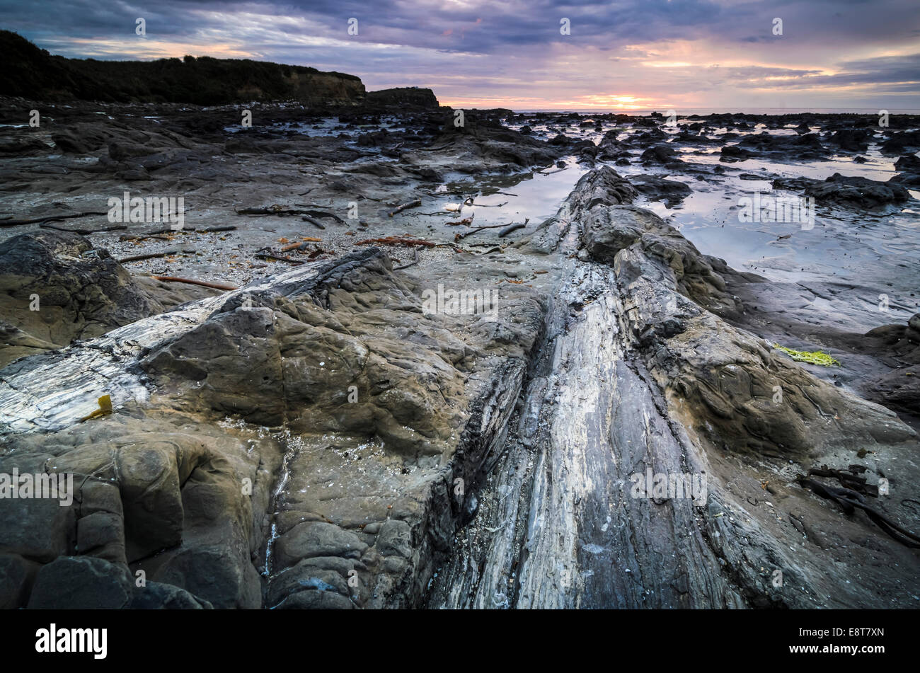 Petrified tree trunk, Petrified podocarp forest, evening mood at the ...