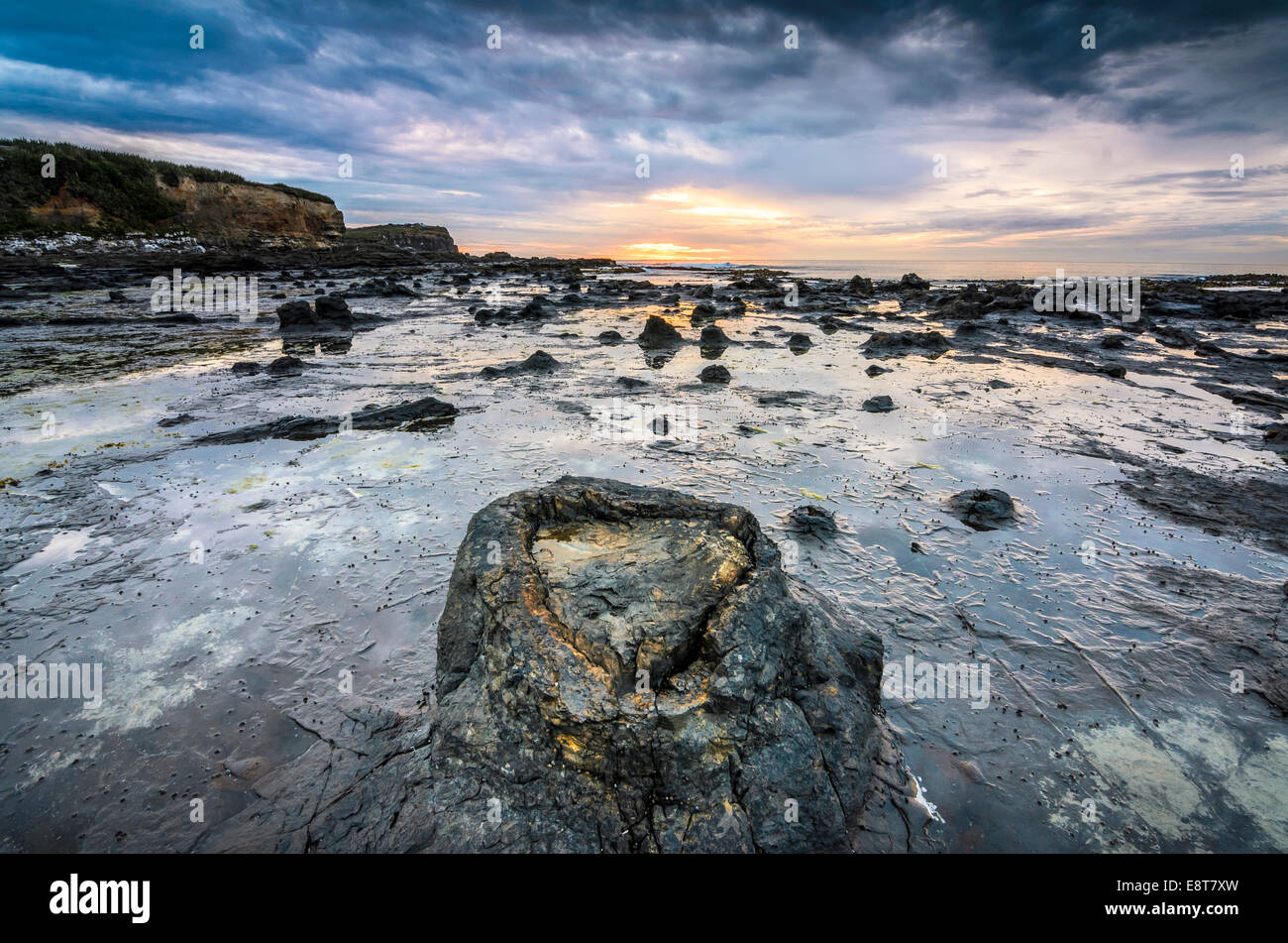 Petrified tree trunks hi-res stock photography and images - Alamy