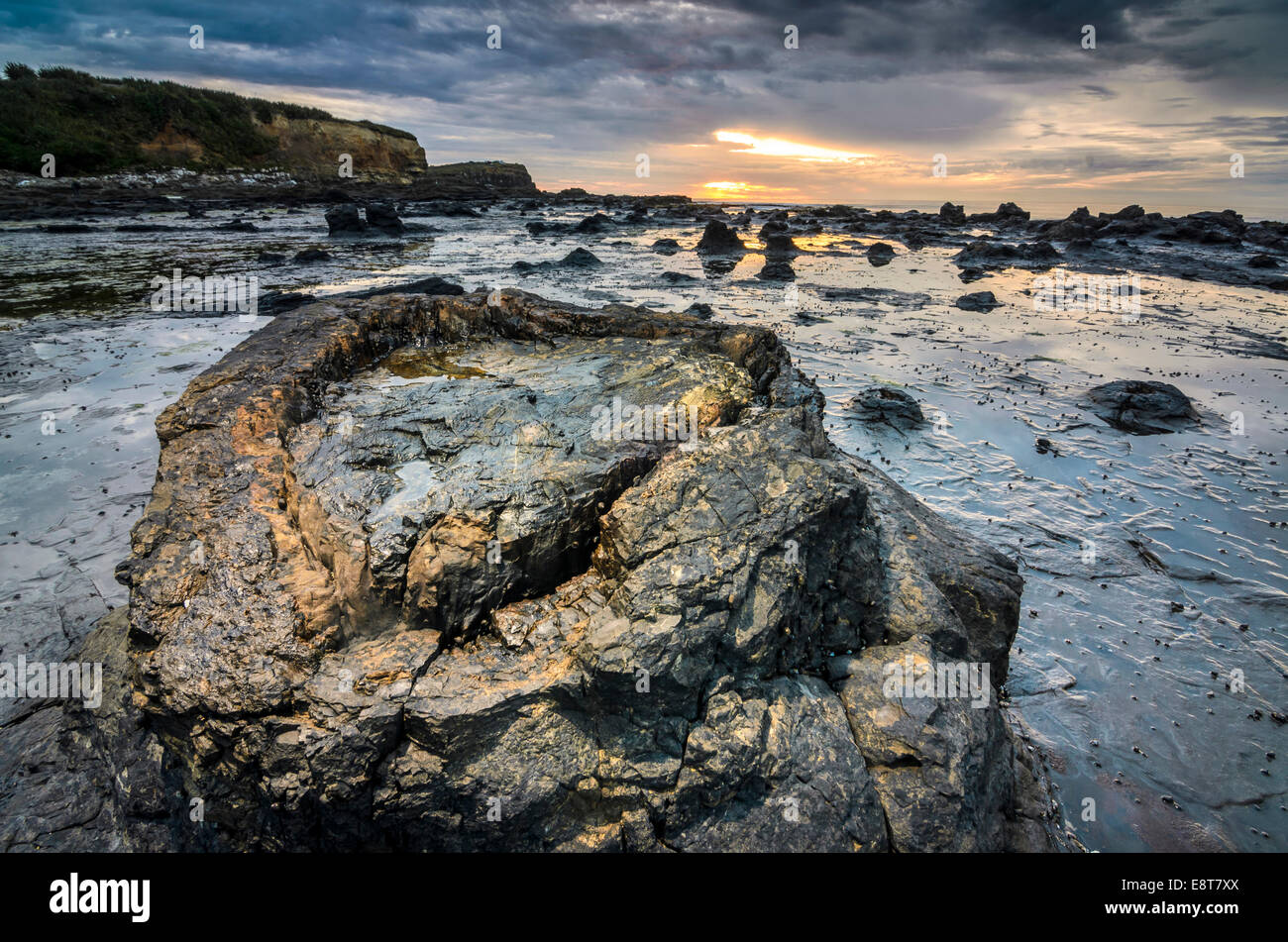Petrified tree trunks hi-res stock photography and images - Alamy