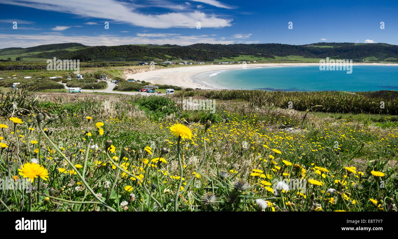 Curio Bay, The Catlins, South Island, New Zealand Stock Photo - Alamy
