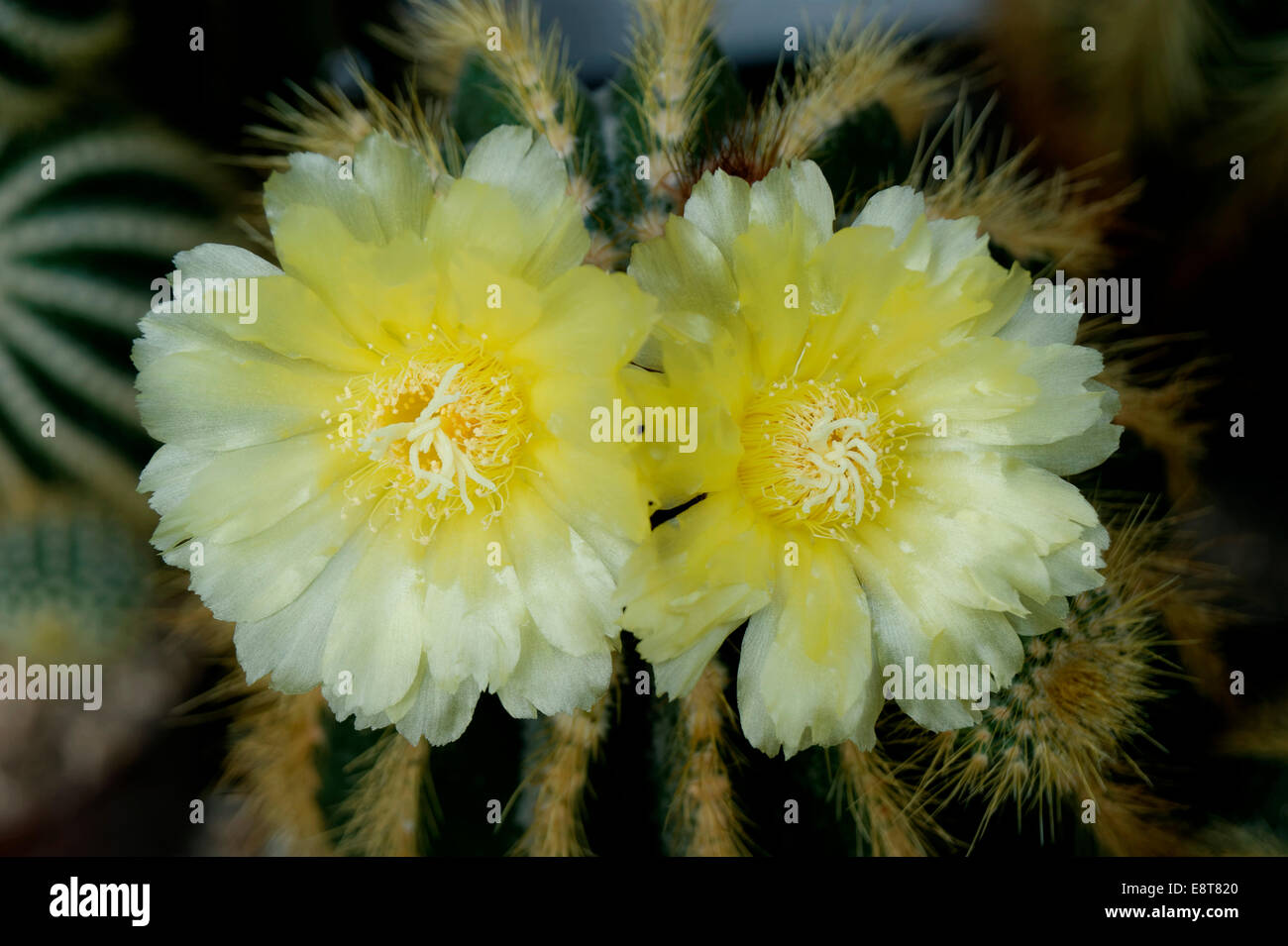 Flowering Notocactus (Notocactus spec Stock Photo - Alamy