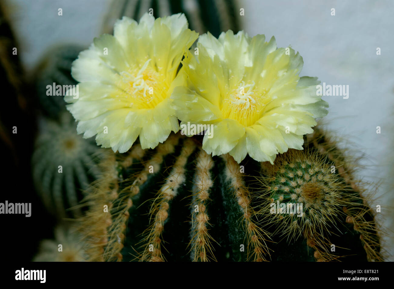Flowering Notocactus (Notocactus spec Stock Photo - Alamy