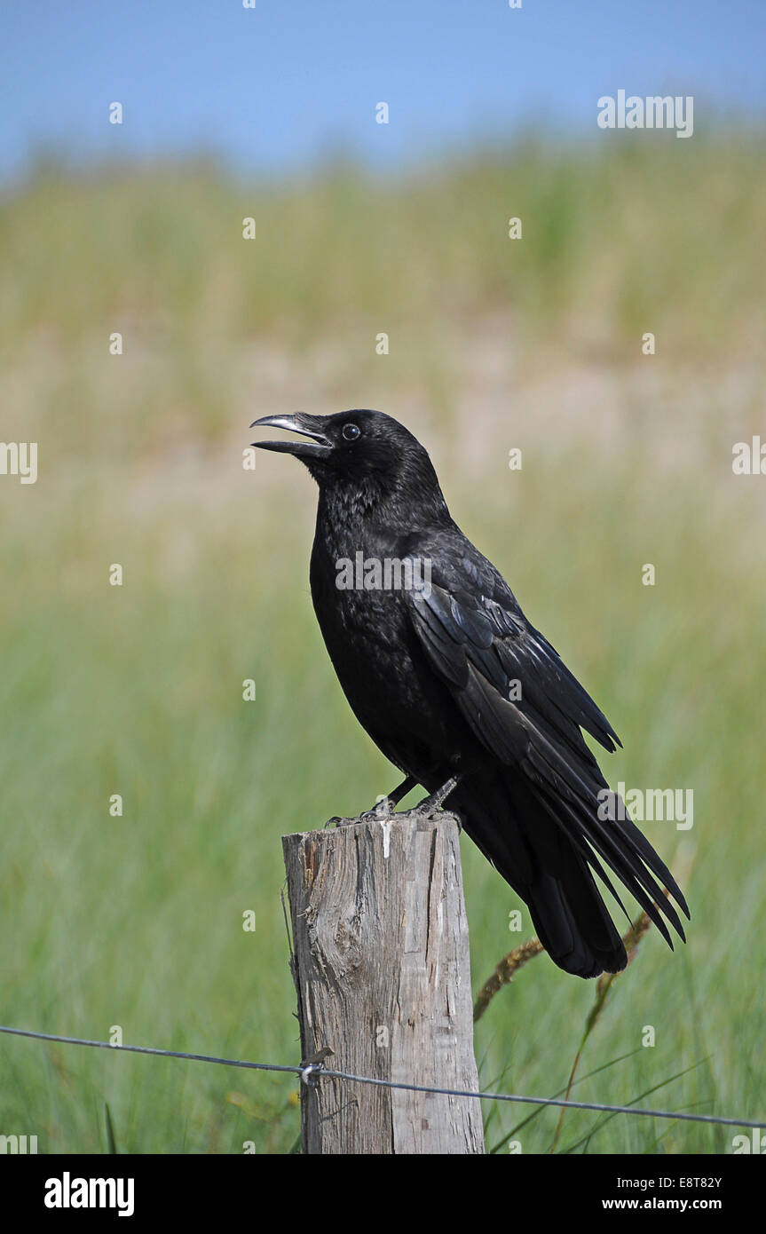 Rook on a stand hi-res stock photography and images - Alamy