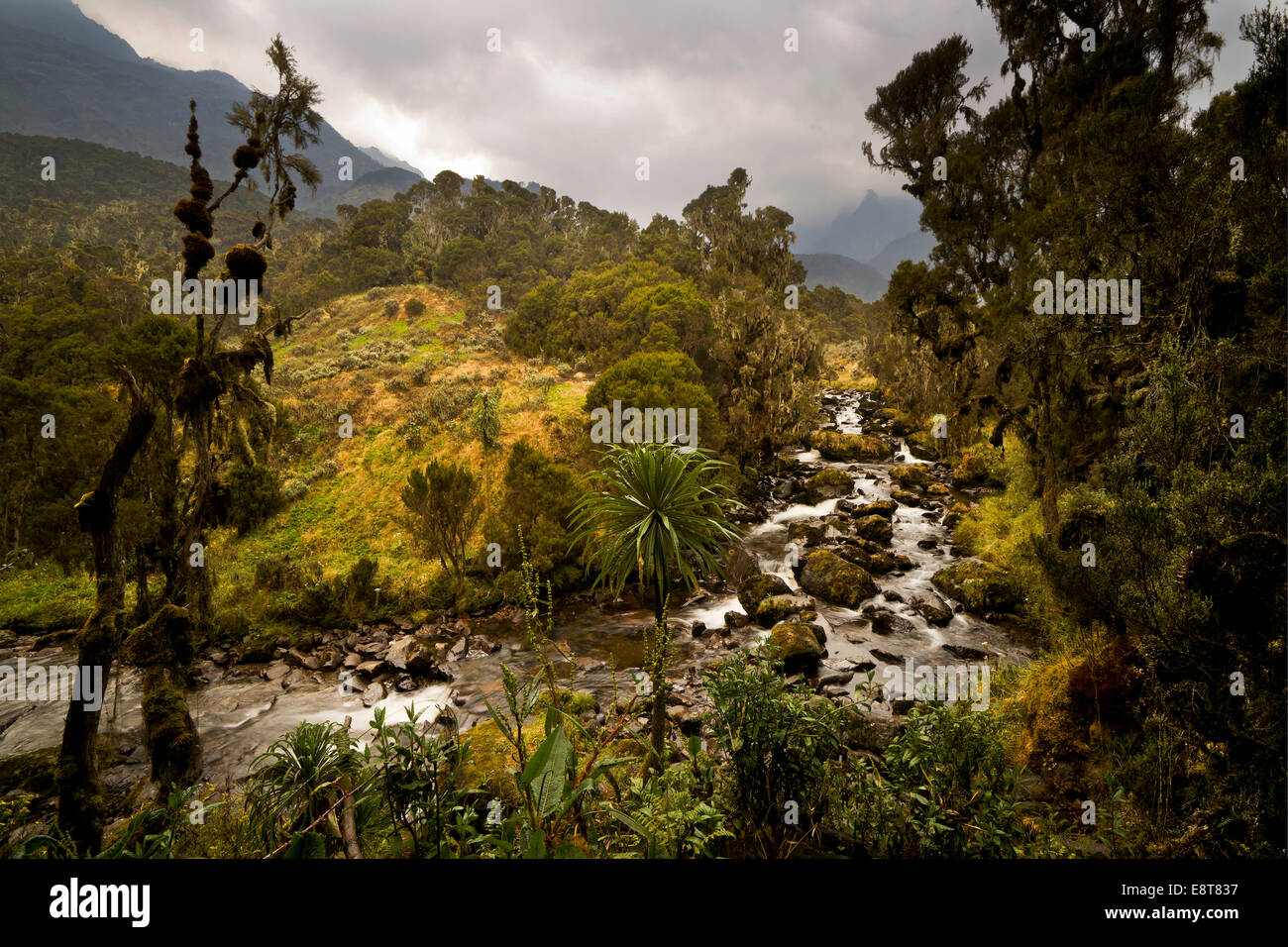 Afro-alpine vegetation in front of river in the Ruwenzori National Park ...