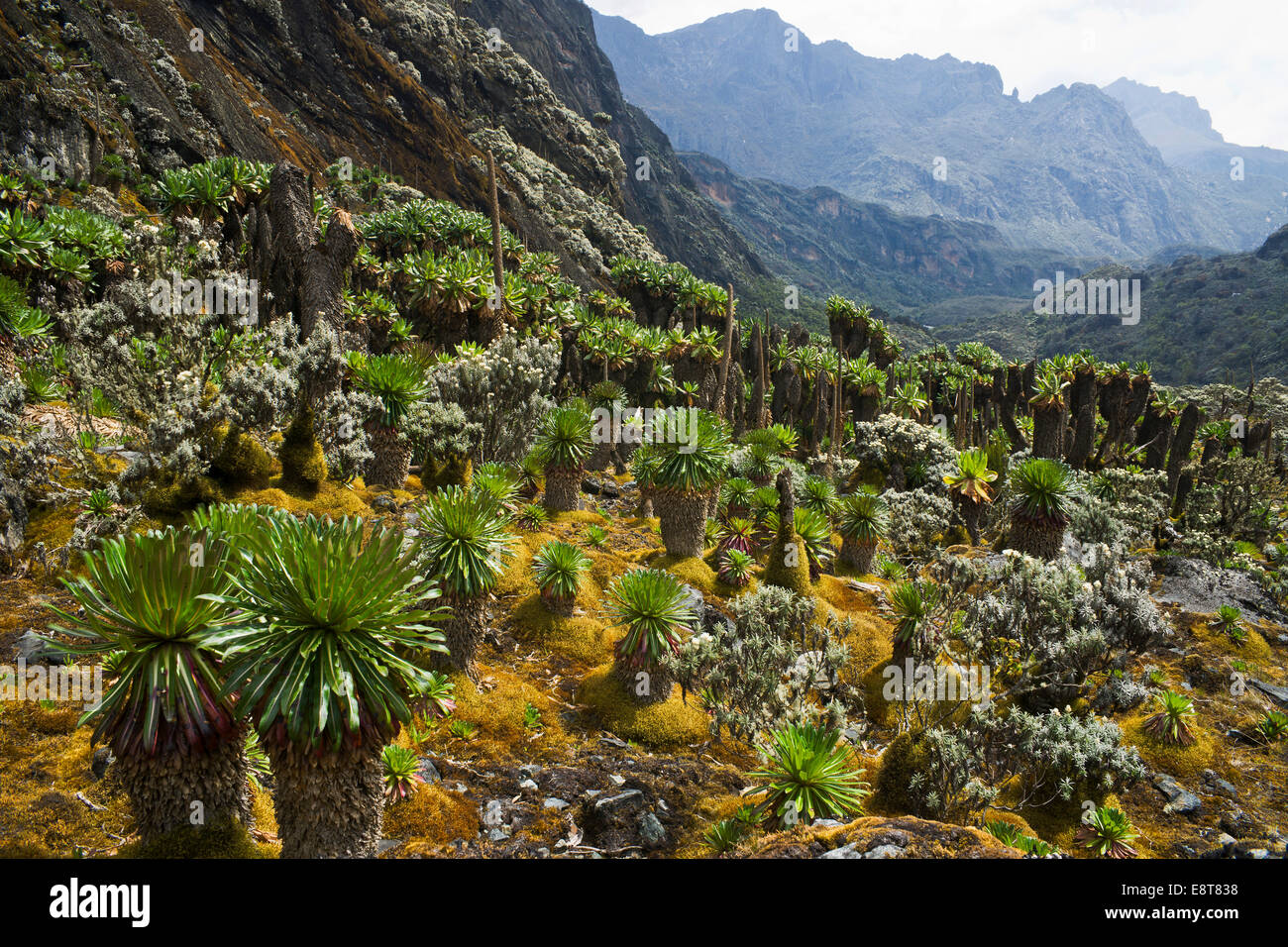 Rwenzori mountains hi-res stock photography and images - Alamy