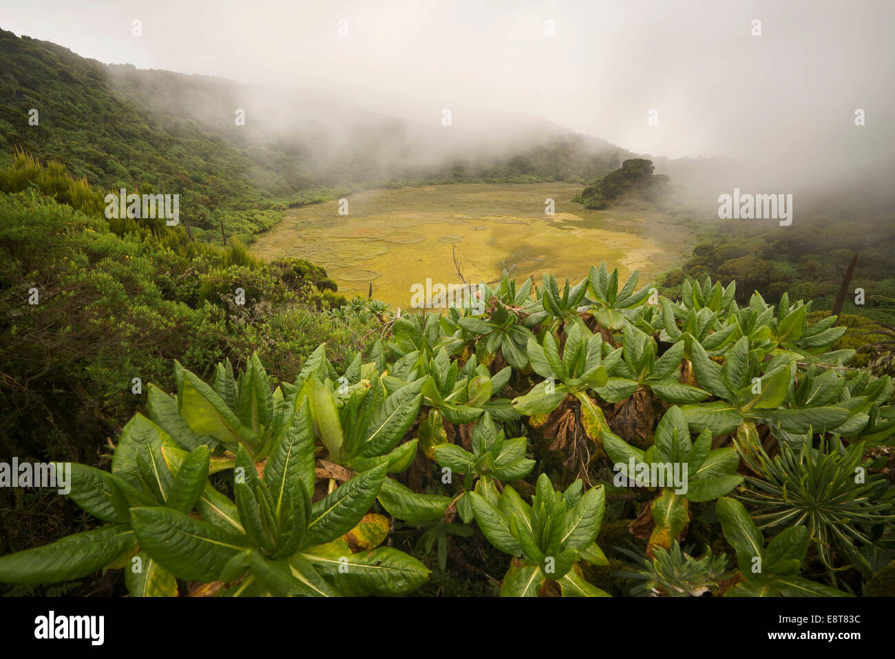 Marshy crater in the fog on top of Gahinga volcano on the border with ...