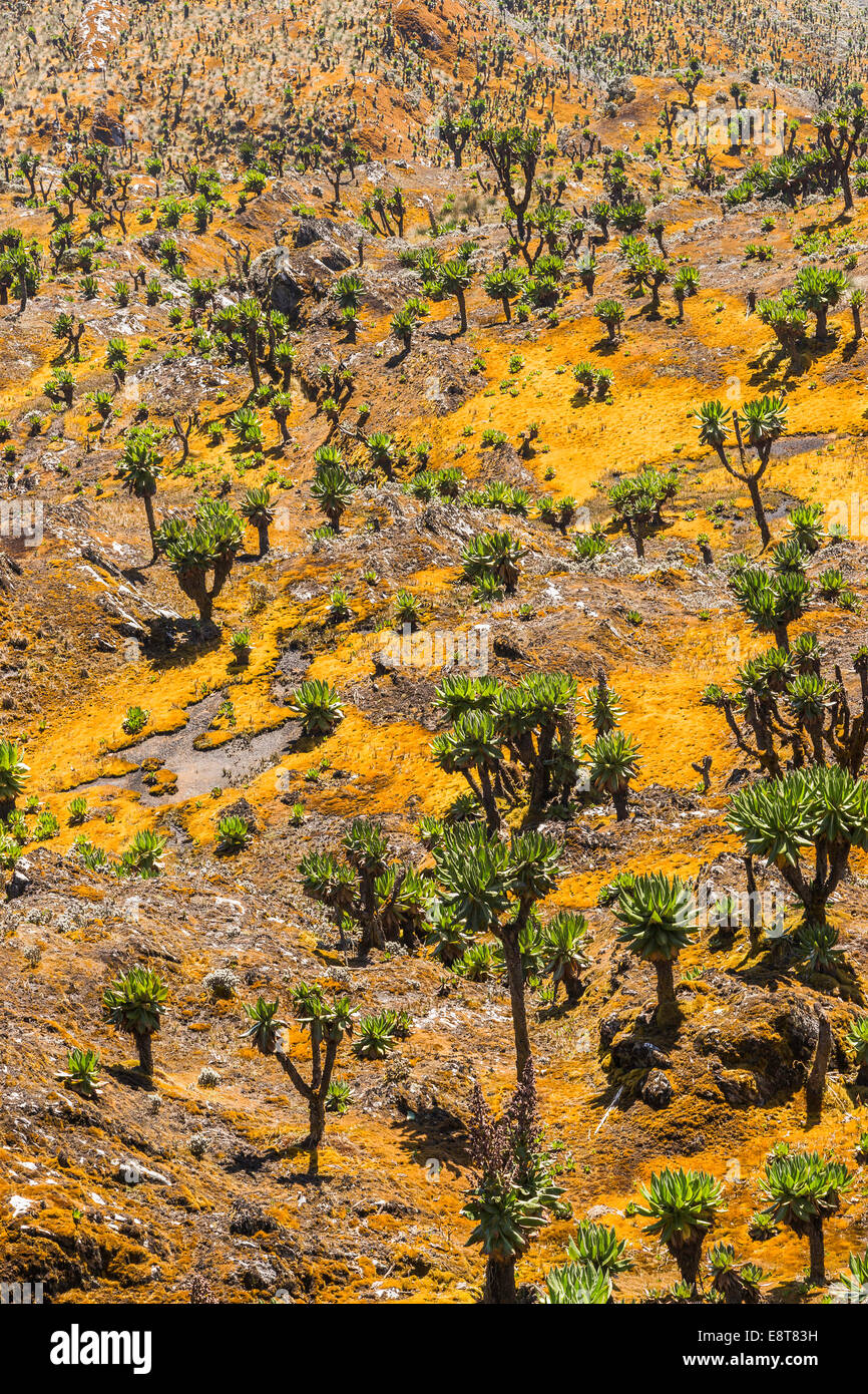 Uganda vegetation hi-res stock photography and images - Alamy