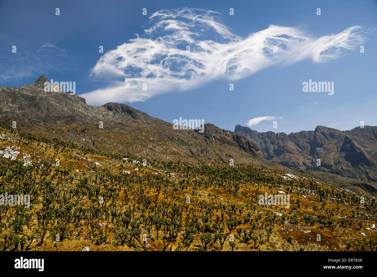 Valley with Afro-alpine vegetation, Giant Groundsels (Dendrosenecio) in ...