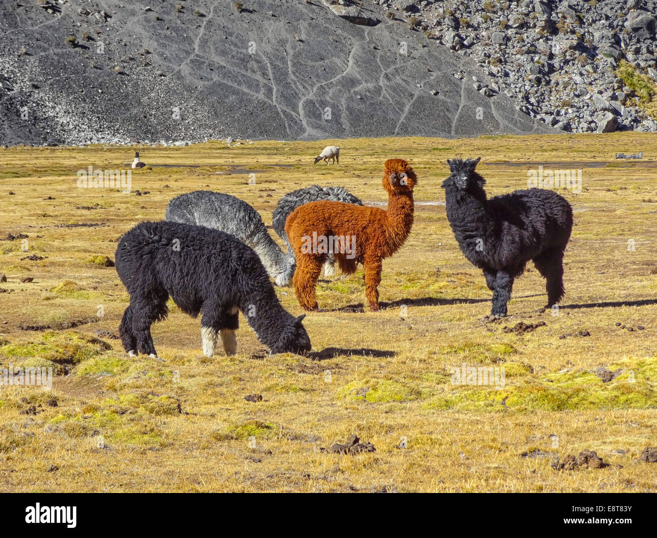 Group of Alpacas (Vicugna pacos), Bolivian plateau, Altiplano, Bolivia ...