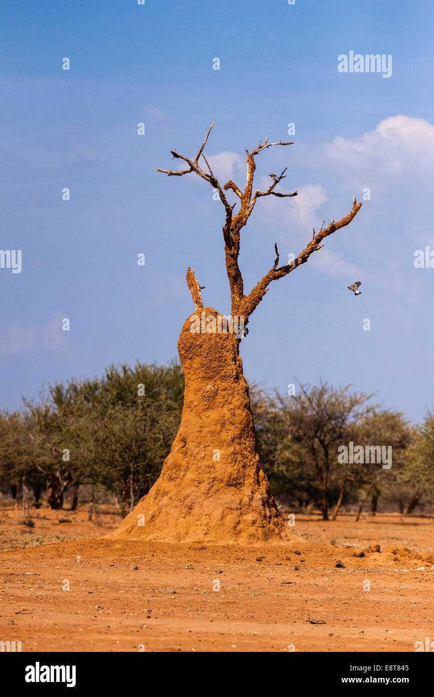 Termite mound, Kaokoland, Kaokoveld, Namibia Stock Photo - Alamy