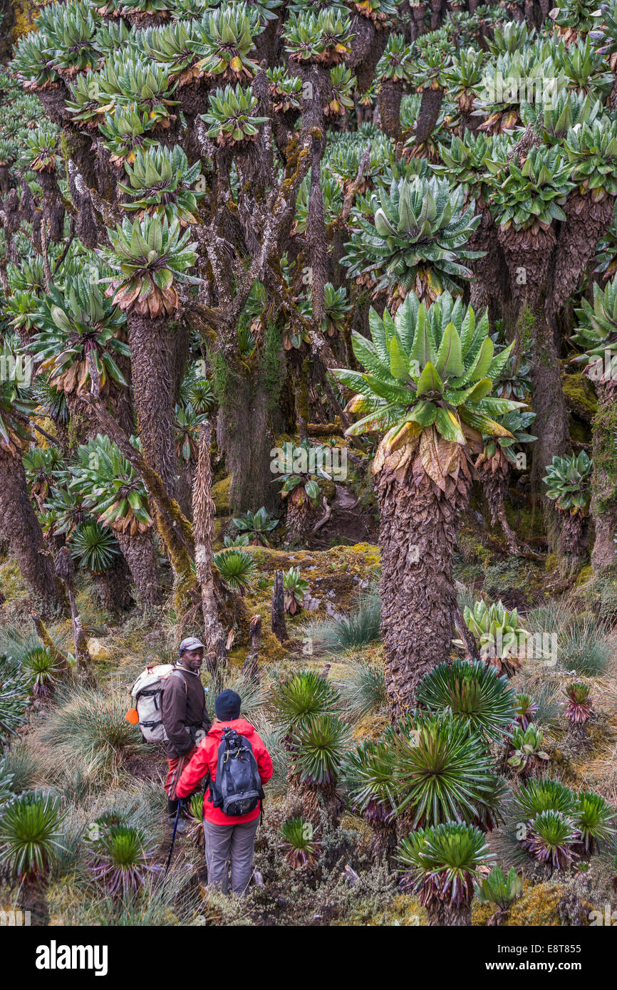 Young woman and trekking guide walk beside Giant Groundsels ...
