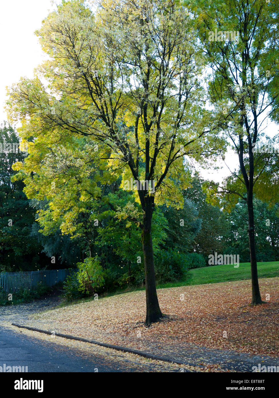 Autumn leaves blowing off trees, England UK Stock Photo - Alamy