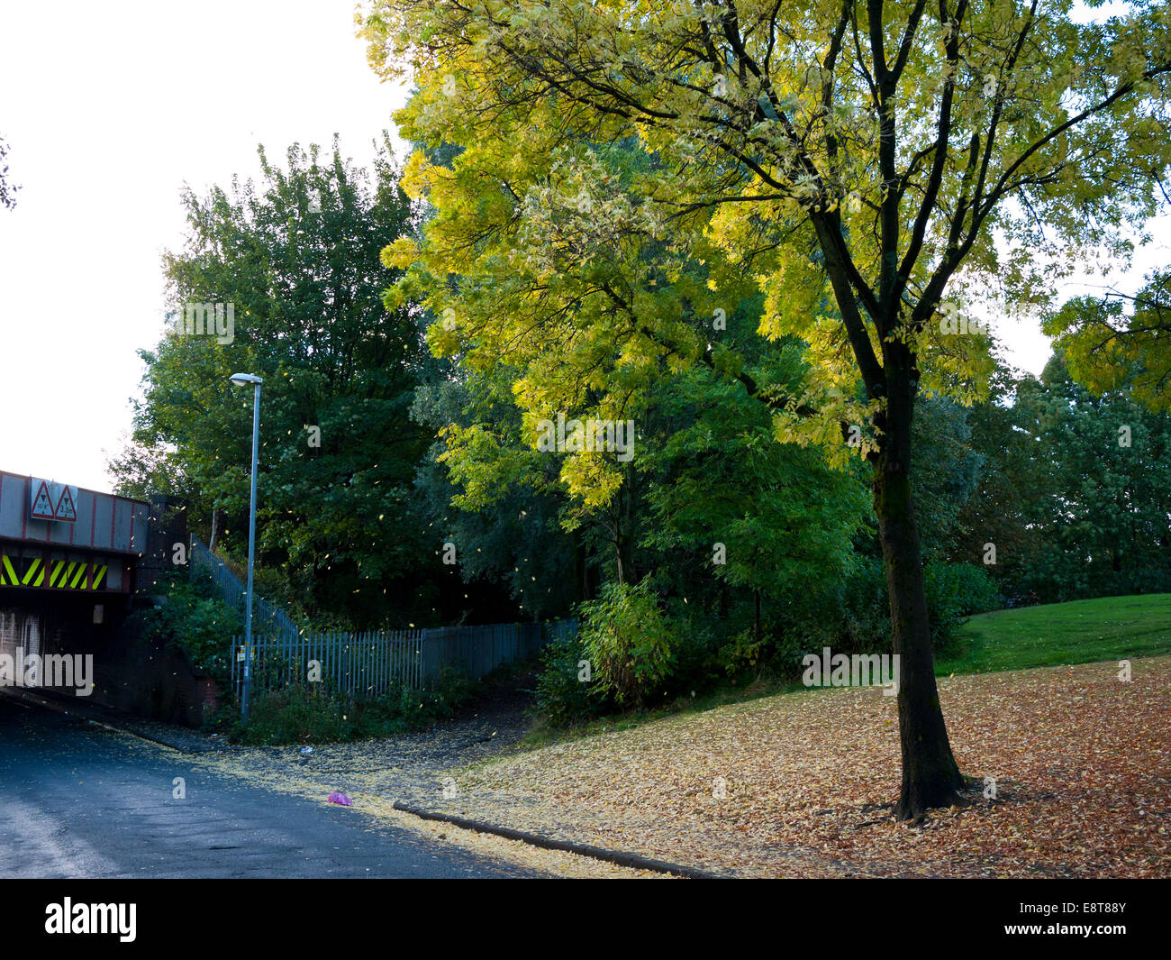Autumn leaves blowing off trees, England UK Stock Photo - Alamy