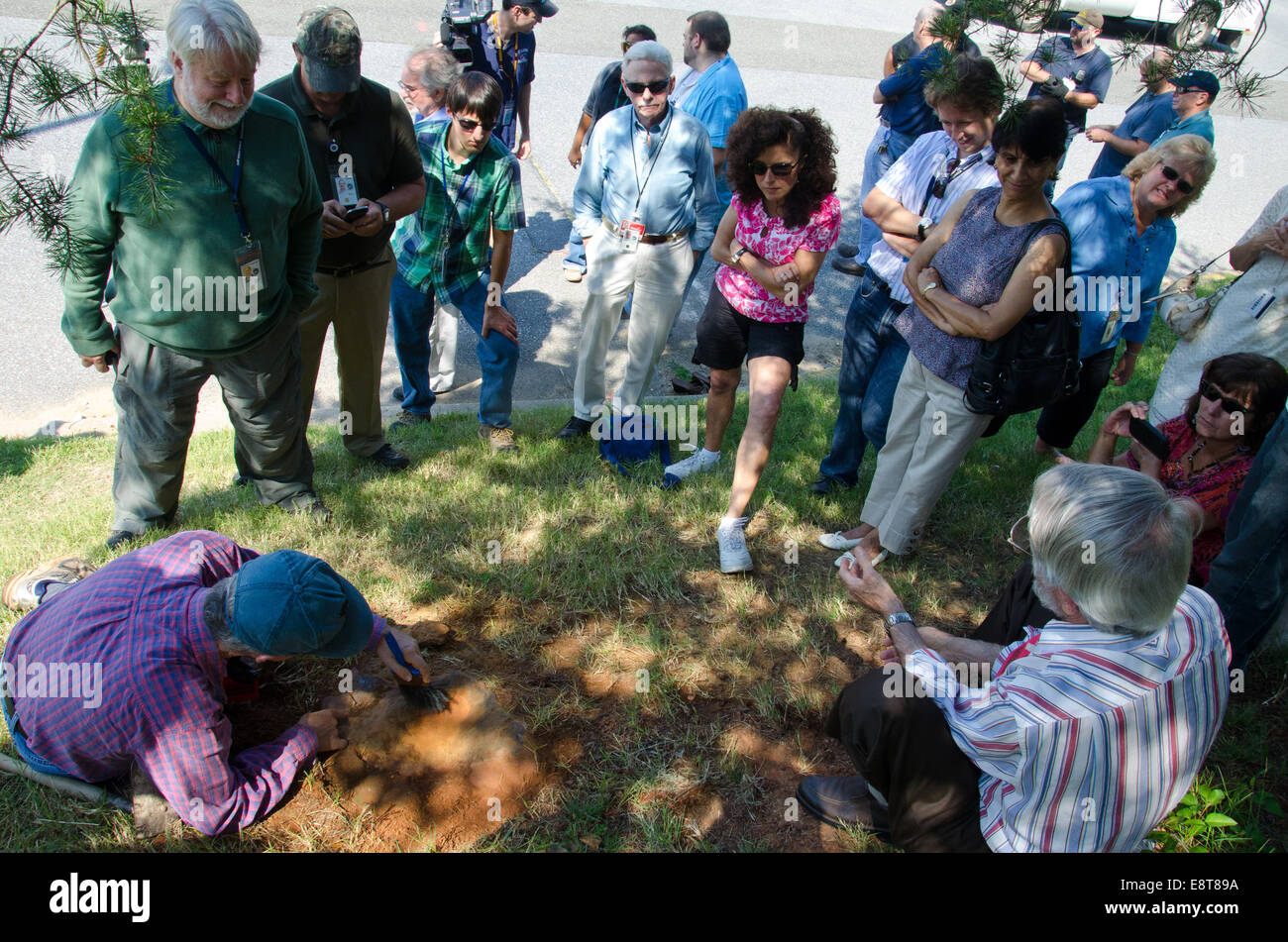 Nodosaur hi-res stock photography and images - Alamy