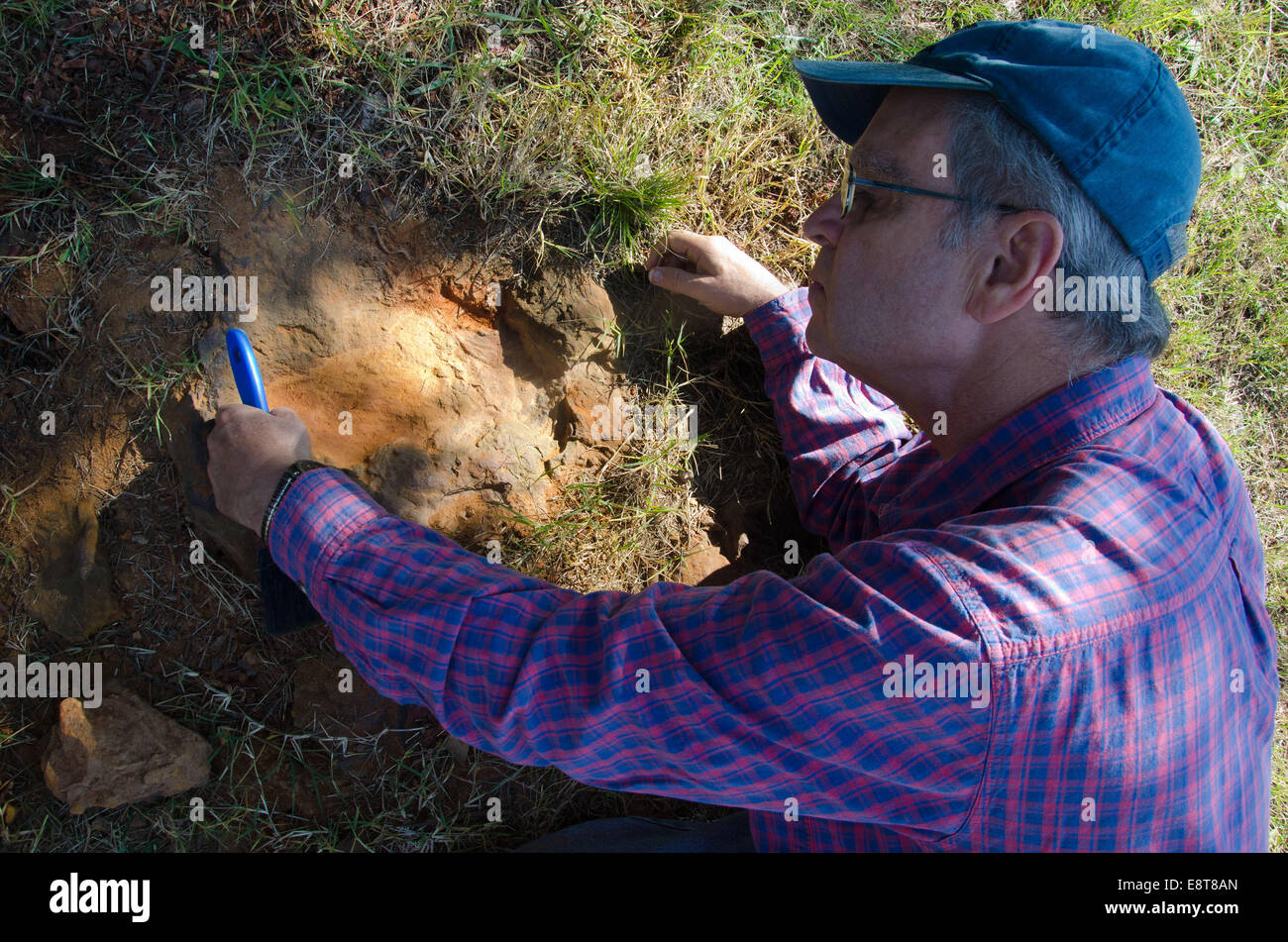 Nodosaur hi-res stock photography and images - Alamy