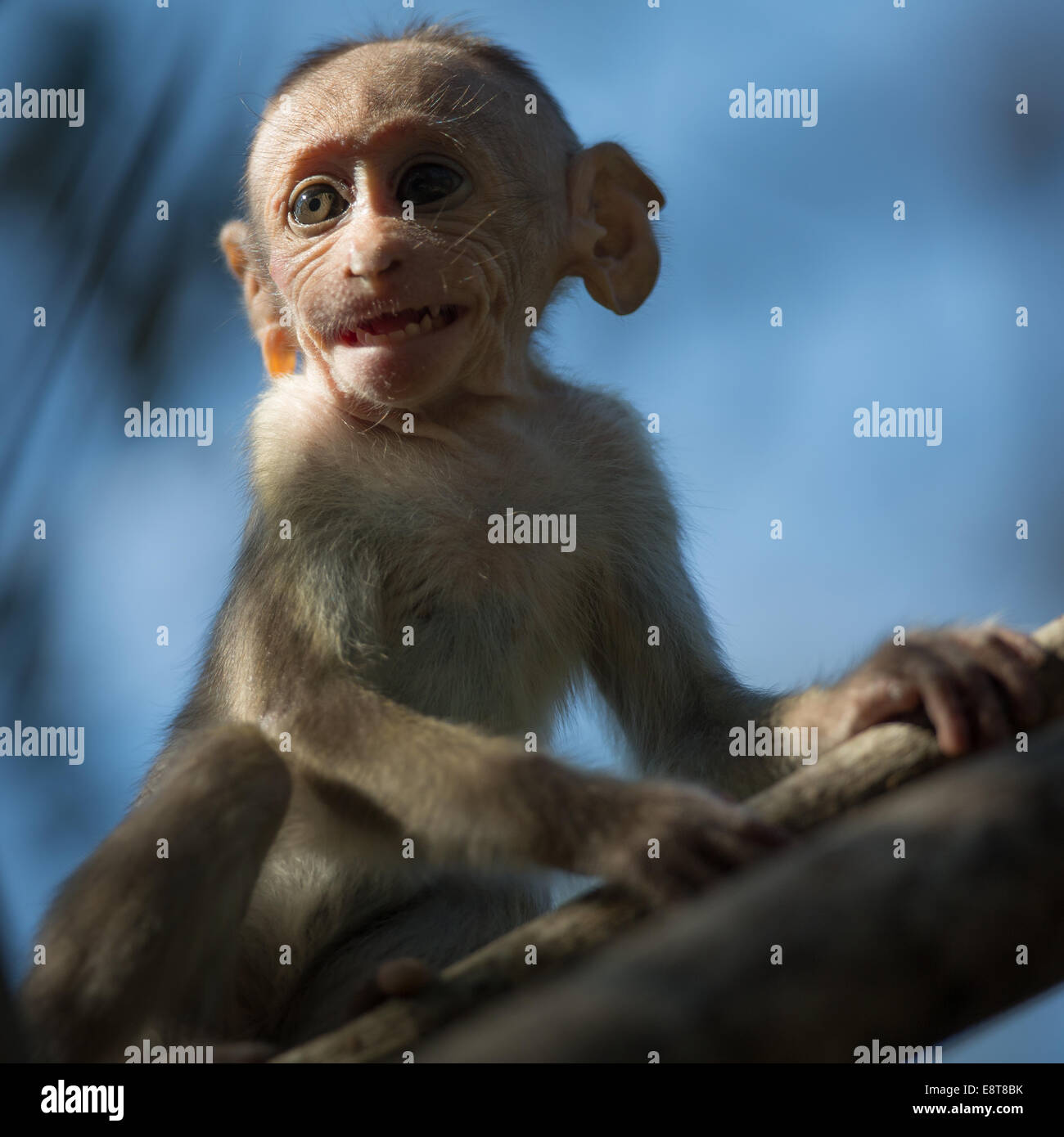 baby monkey calling for mum Stock Photo - Alamy