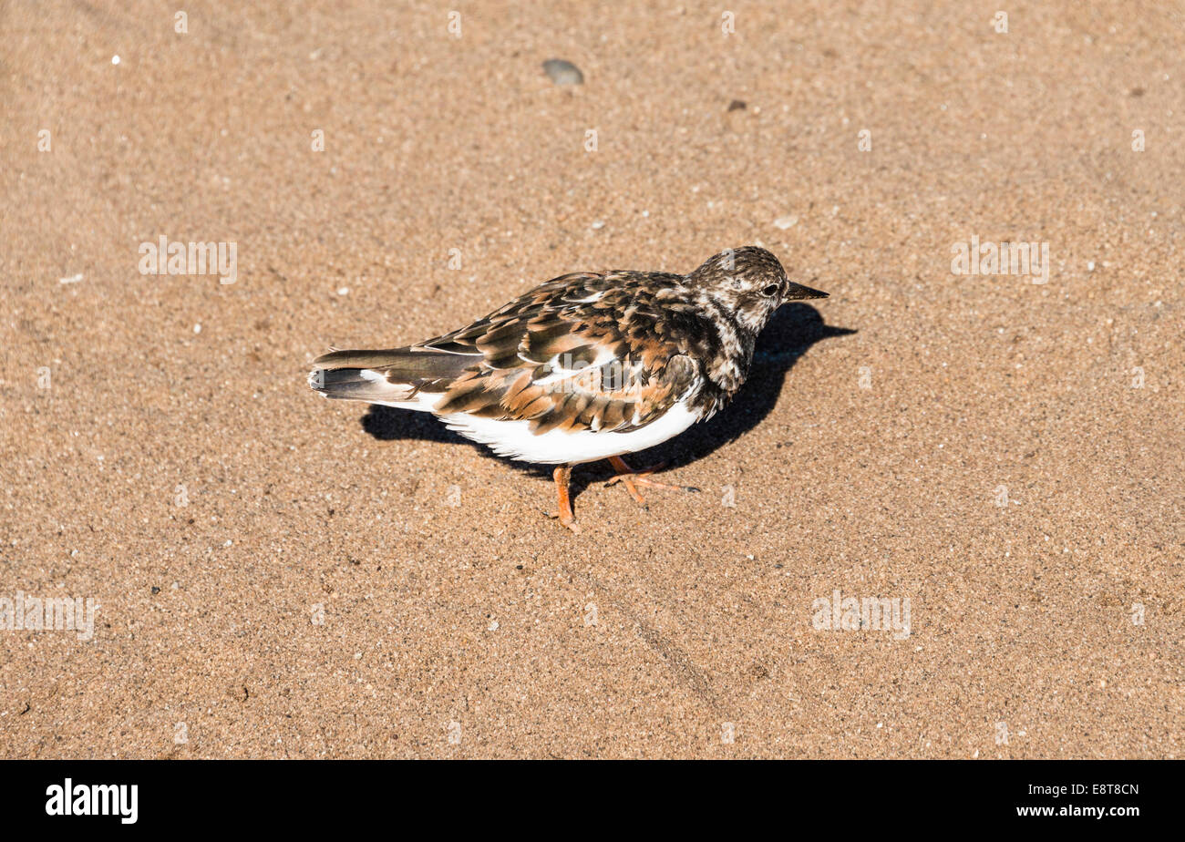 Plover (Charadrius sp.) in the sand, Namibia Stock Photo - Alamy