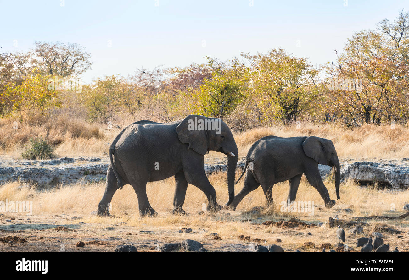 Elephants marching hi-res stock photography and images - Alamy