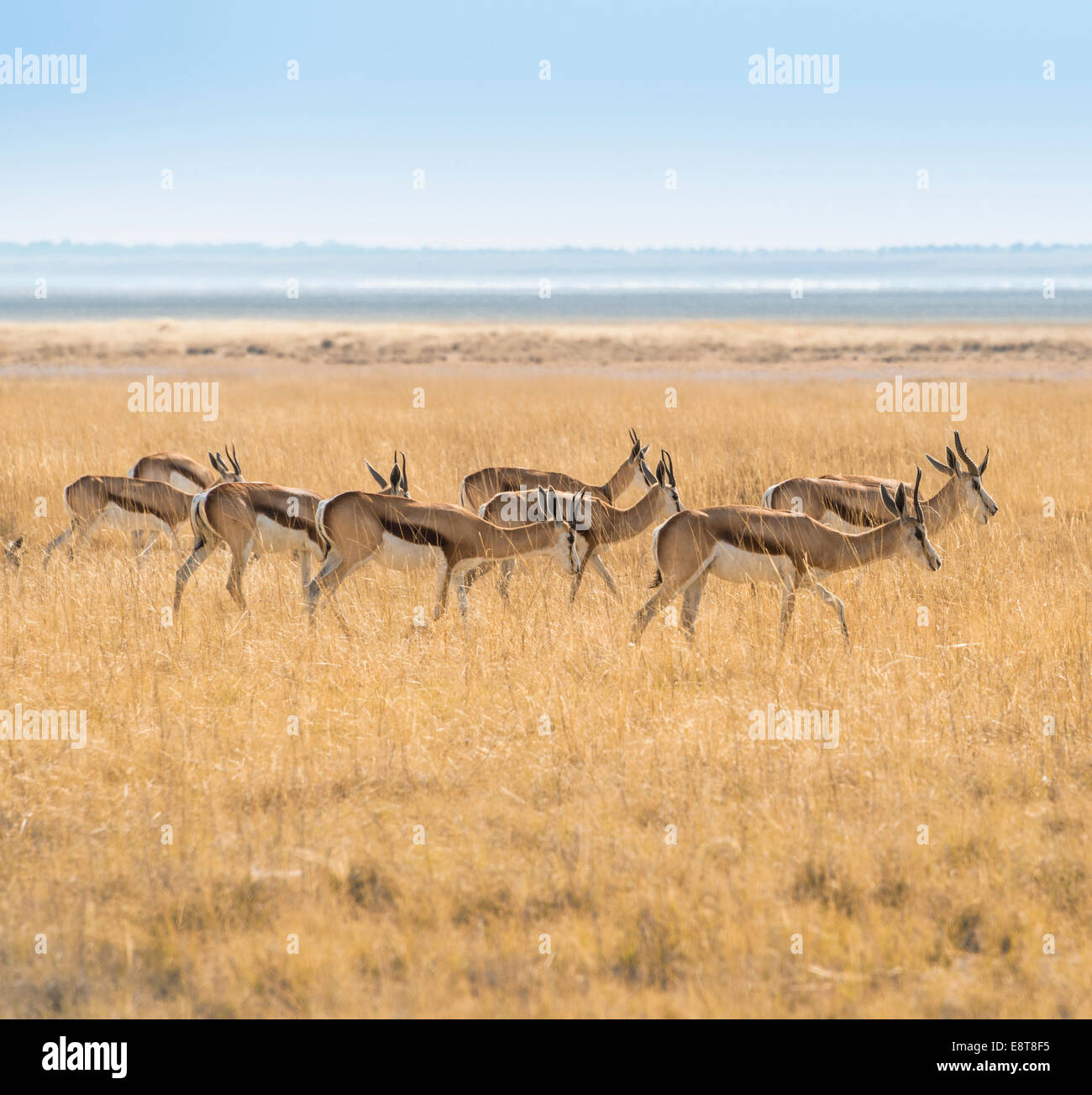 Herd springboks hi-res stock photography and images - Alamy