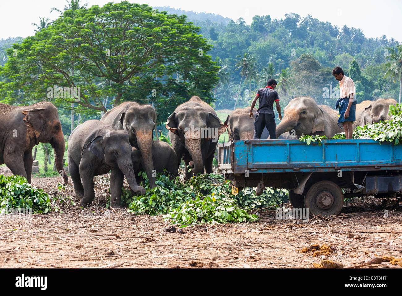 Asian elephant feeding hi-res stock photography and images - Alamy