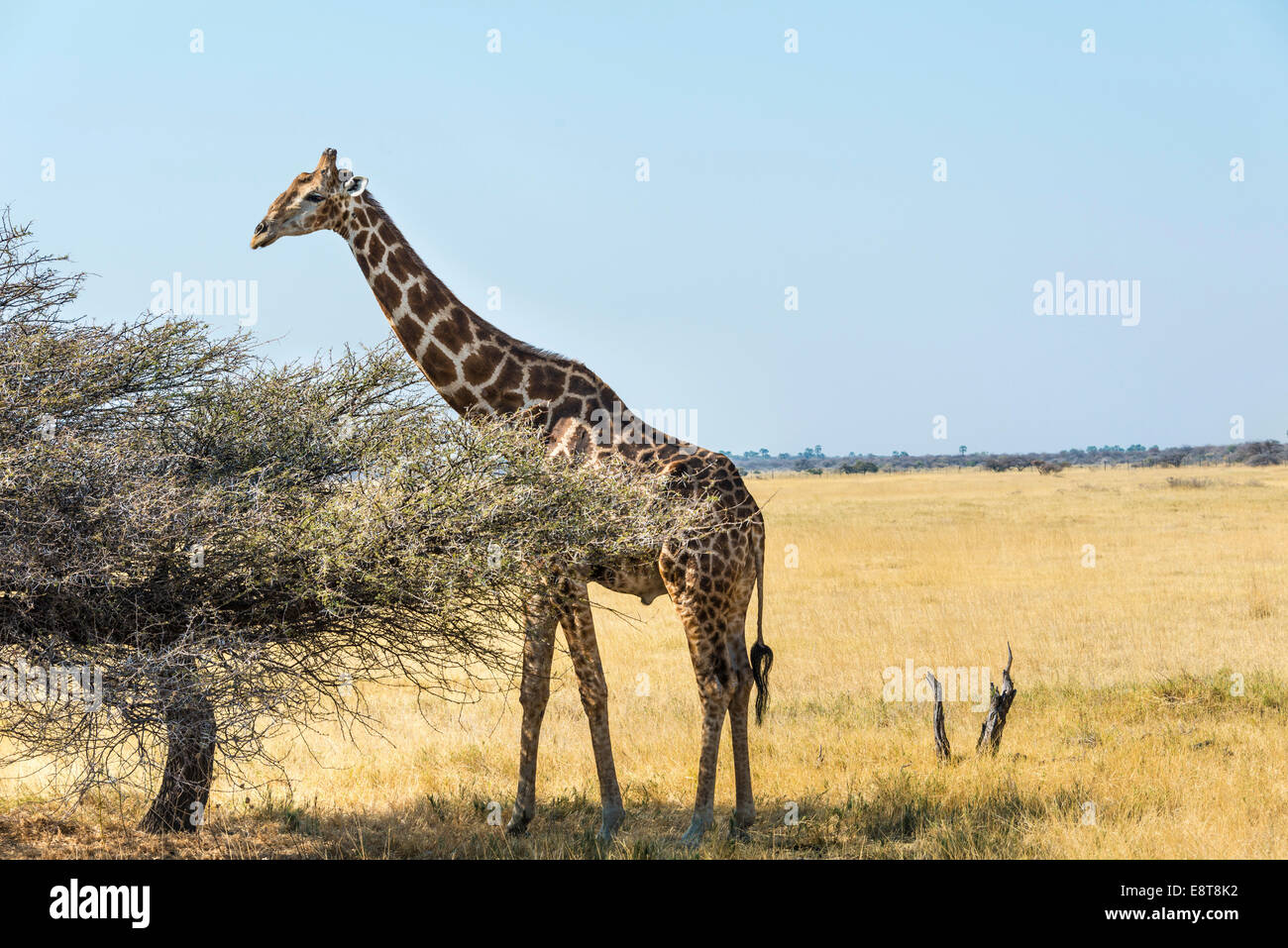Giraffe in grassland hi-res stock photography and images - Alamy