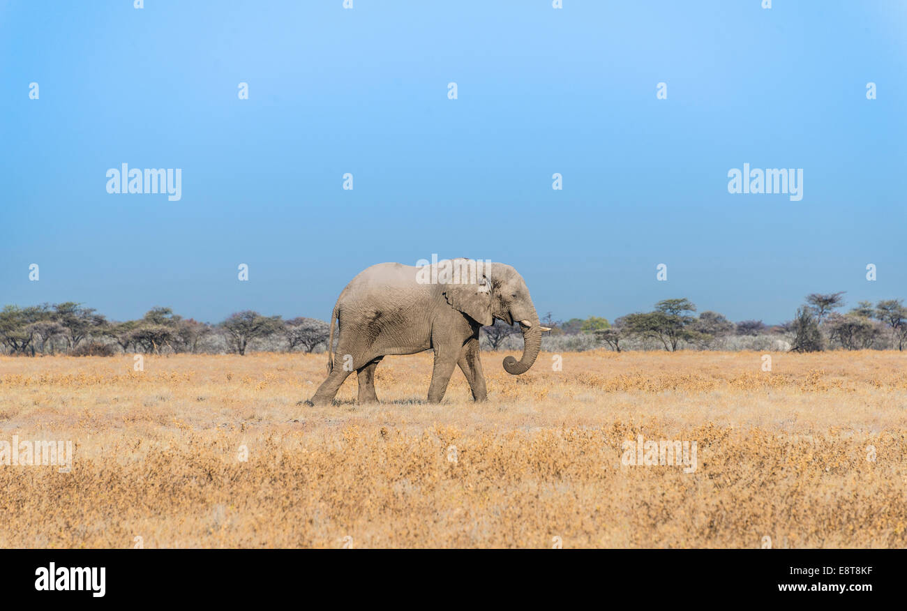 Bull elephant hi-res stock photography and images - Alamy