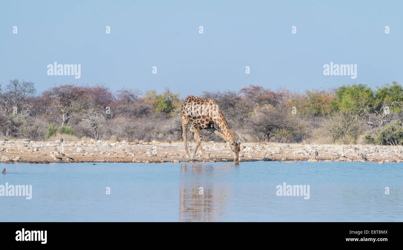 Drinking waterhole hi-res stock photography and images - Alamy