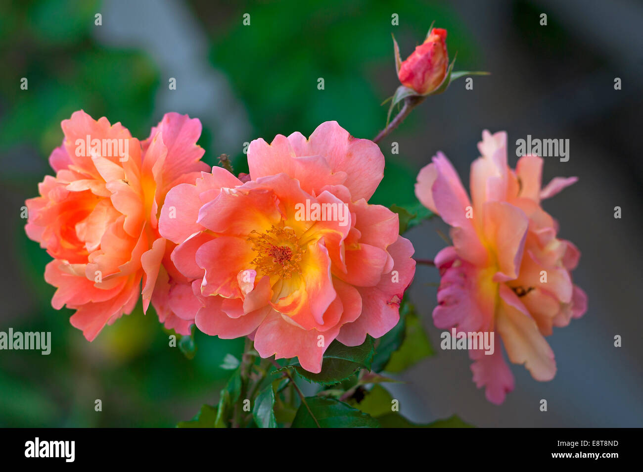 Roses (Rosa), floweres, Bavaria, Germany Stock Photo - Alamy