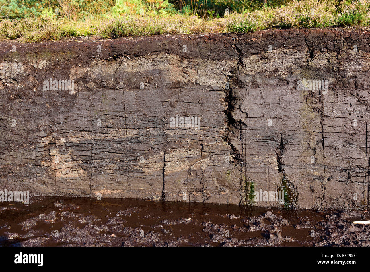 Old peat dig with a large layer of turf, Grundbeckenmoor Rosenheim ...