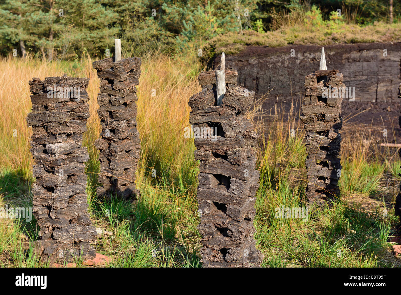 Stacks of peat sods left or drying in the traditional manner ...