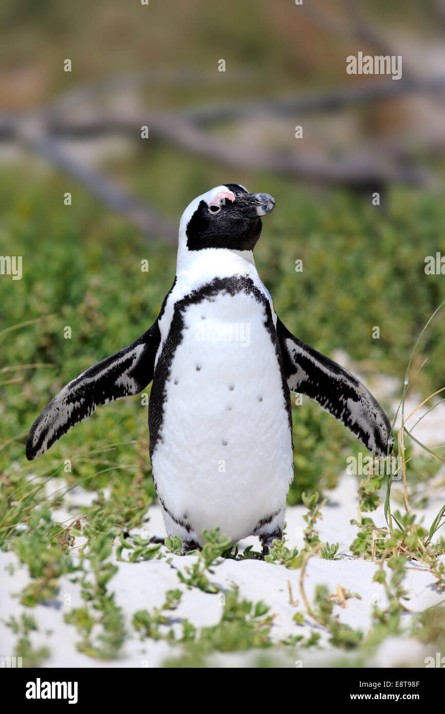 African penguin jackass penguin hi-res stock photography and images - Alamy