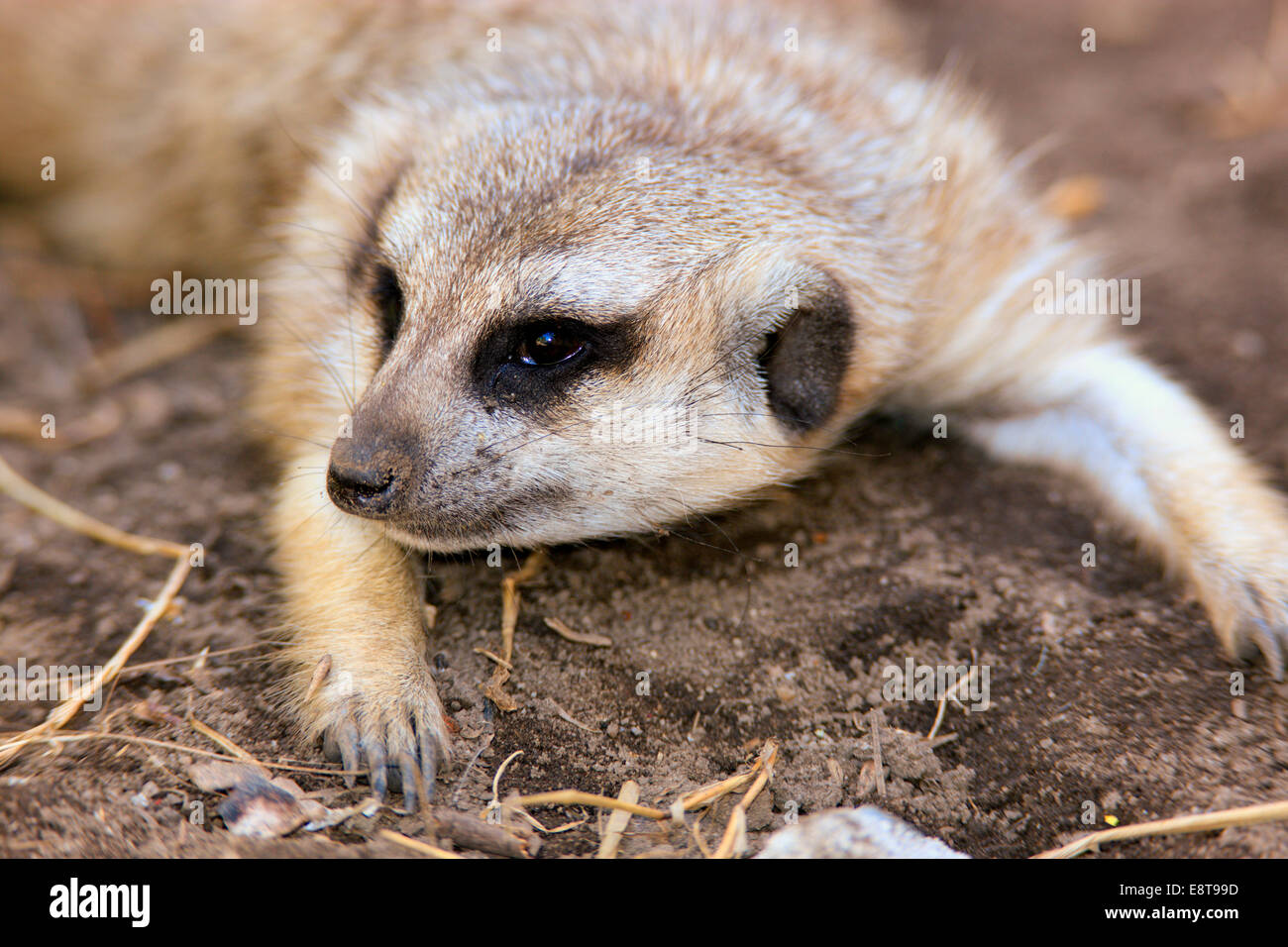 Meerkat full body portrait hi-res stock photography and images - Alamy