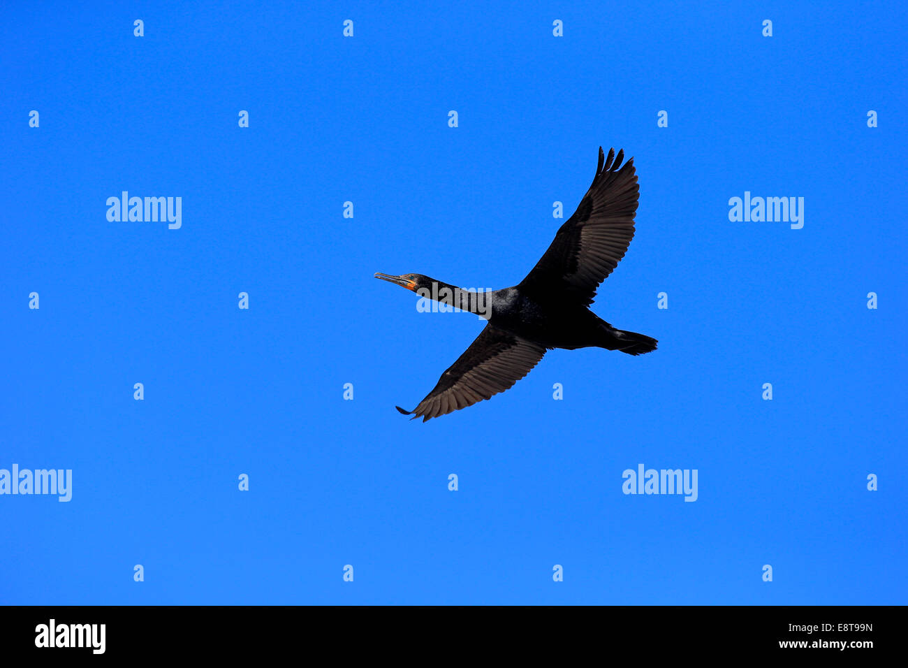 Cape Cormorant (Phalacrocorax capensis), in flight, Betty's Bay ...