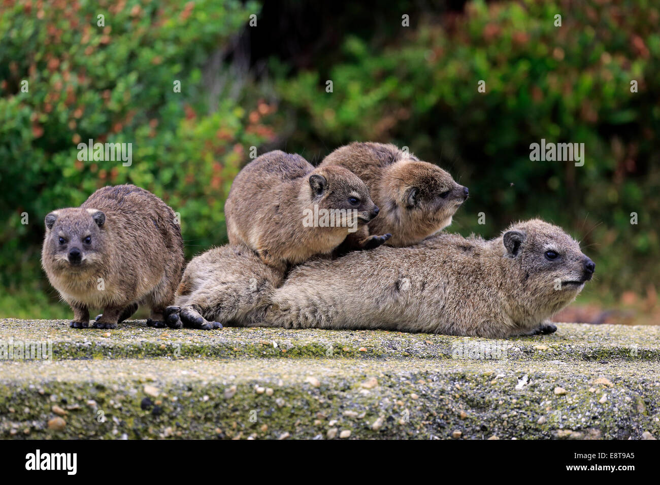 Rock Hyraxes (Procavia capensis) adult female with three young, social ...