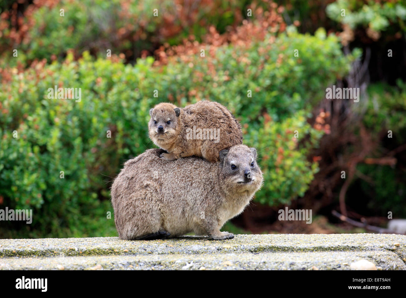 Rock Hyrax (Procavia capensis) adult female with young on back, social ...