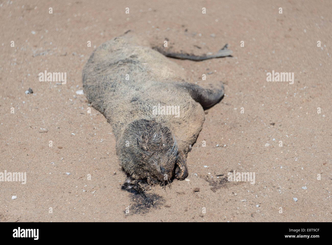 Dead seal hi-res stock photography and images - Alamy