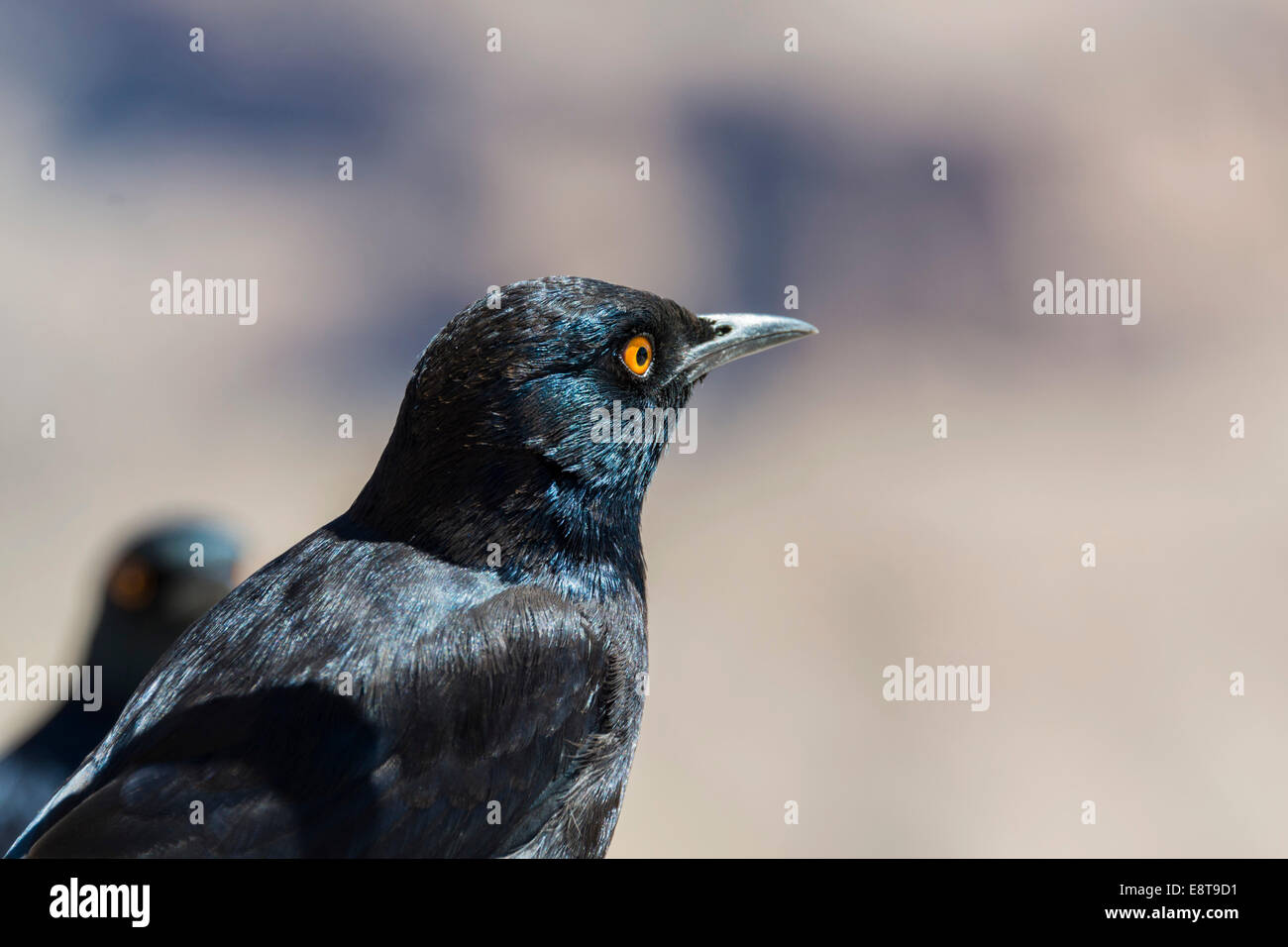 Pale-winged Starling (Onychognathus nabouroup), Fish River Canyon ...