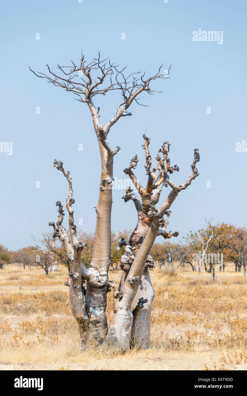 Moringa (Moringa ovalifolia), Etosha National Park, Namibia Stock Photo ...