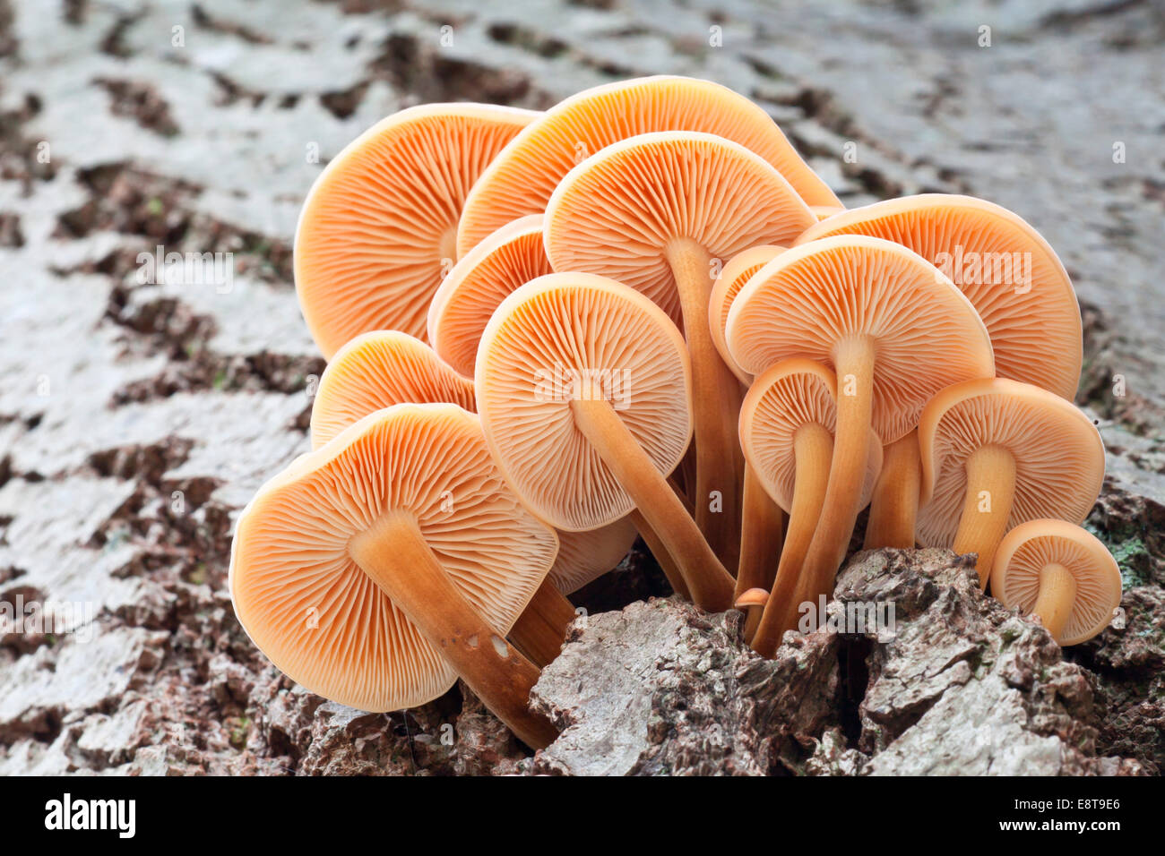 Winter Mushrooms (Flammulina velutipes), North Hesse, Hesse, Germany ...