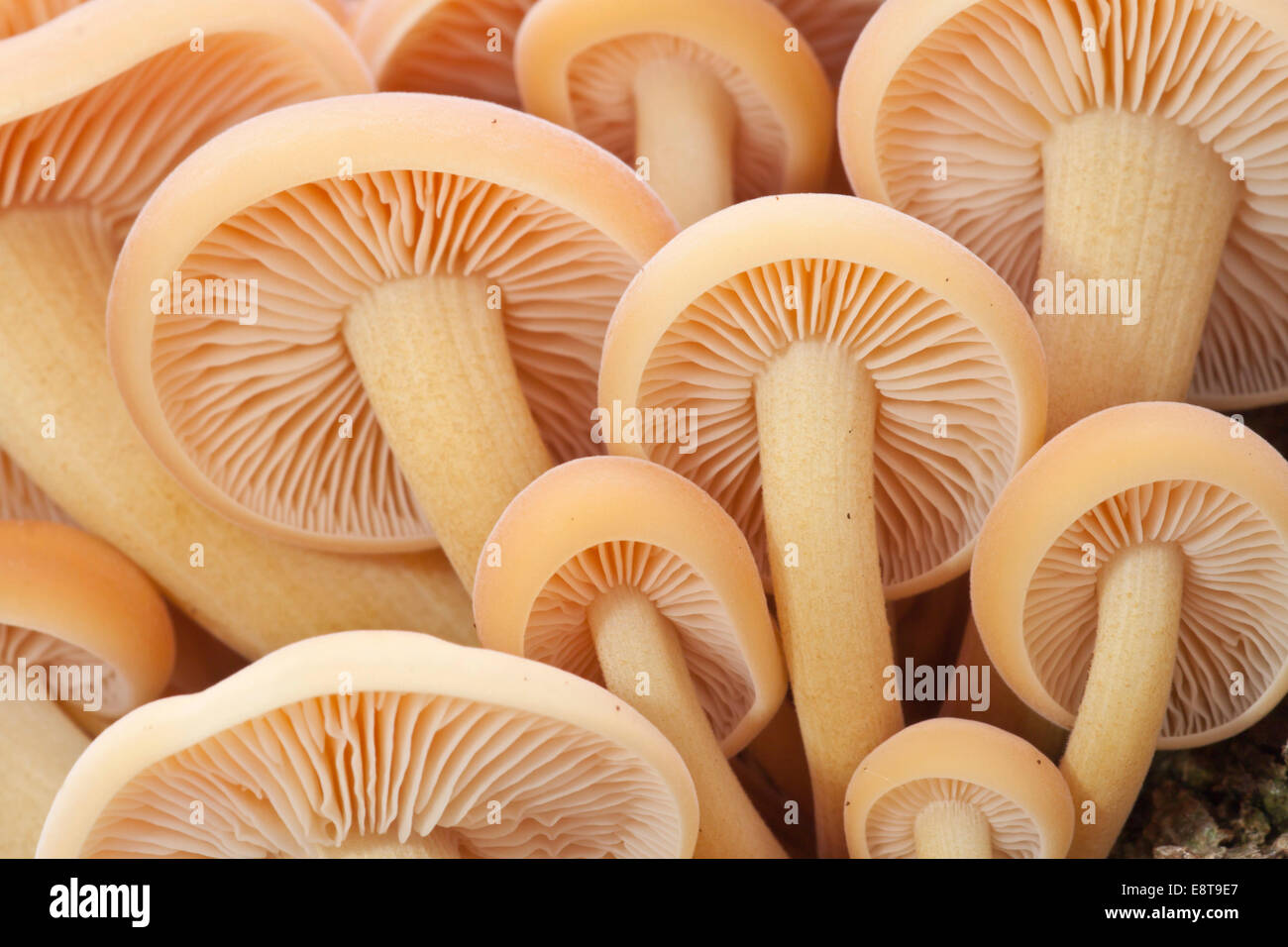 Winter Mushrooms (Flammulina velutipes), North Hesse, Hesse, Germany ...