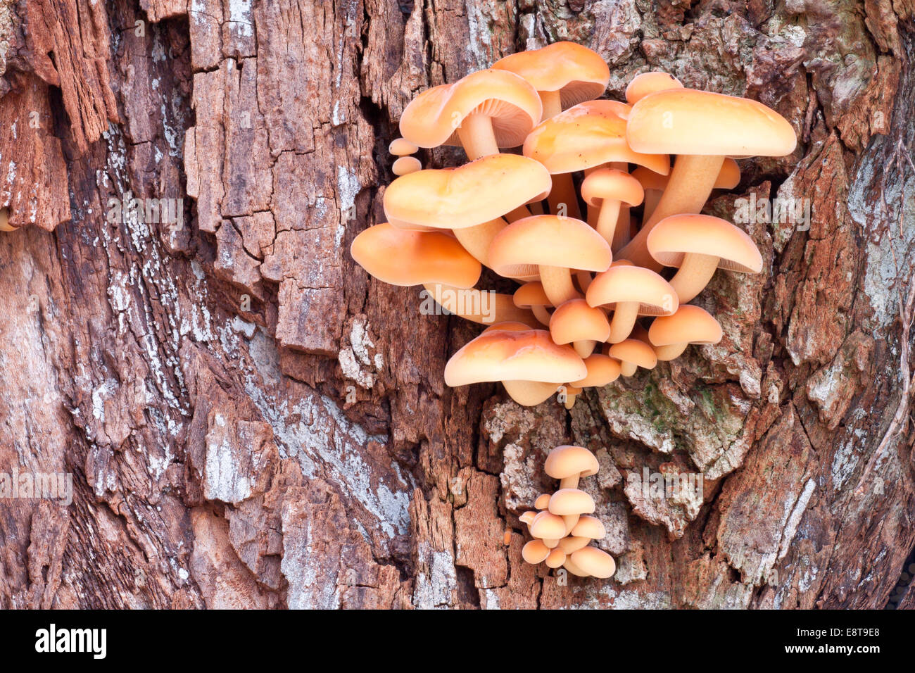 Winter Mushrooms (Flammulina velutipes), North Hesse, Hesse, Germany ...