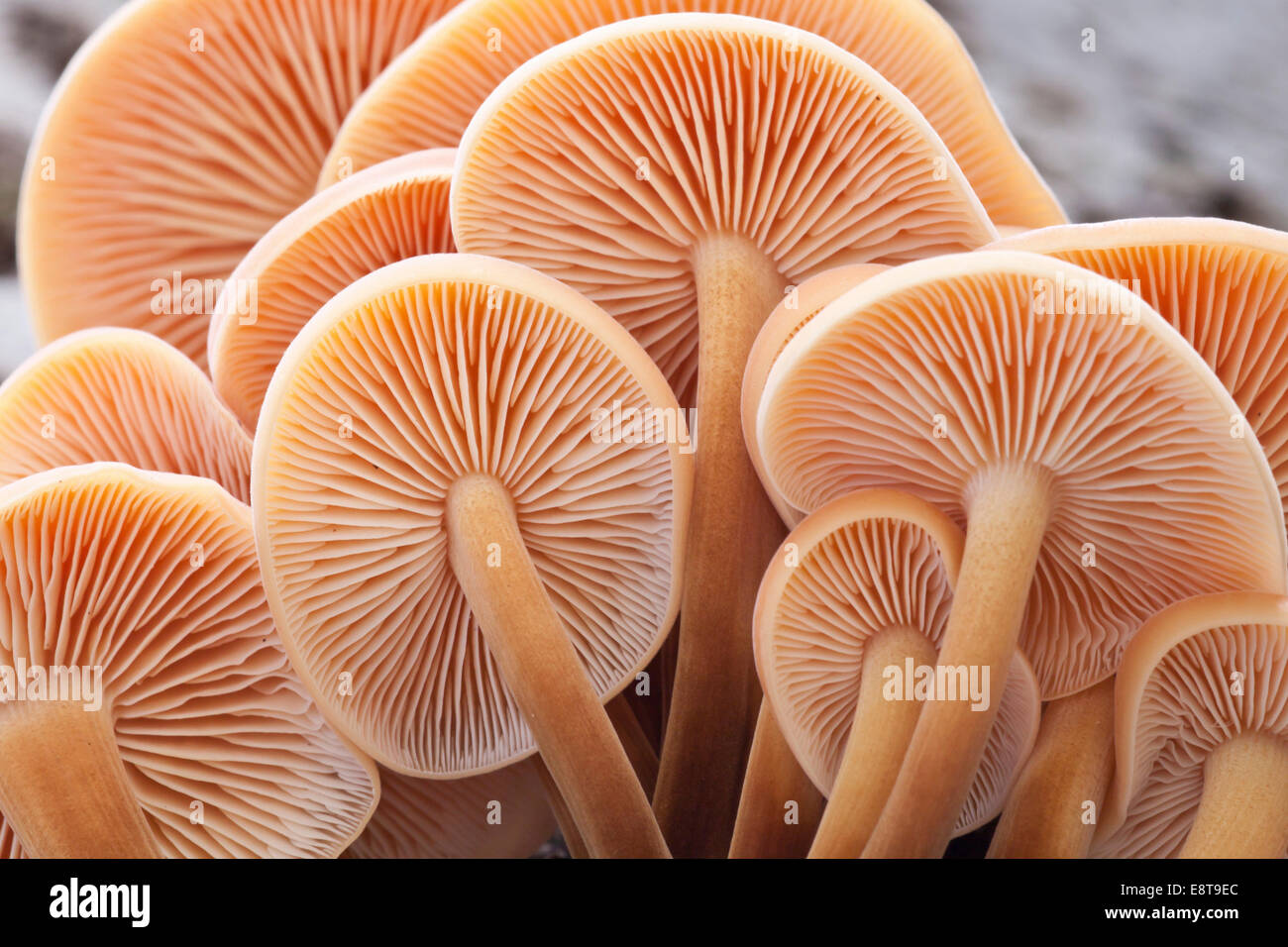 Winter Mushrooms (Flammulina velutipes), North Hesse, Hesse, Germany ...
