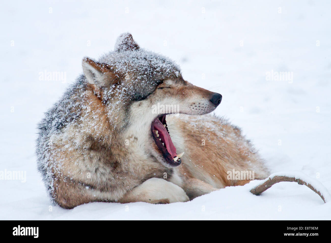 Wolf (Canis lupus) lying in the snow, Hesse, Germany Stock Photo - Alamy