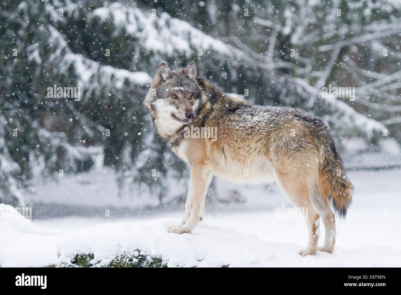 Wolf (Canis lupus) standing in the snow, Hesse, Germany Stock Photo - Alamy