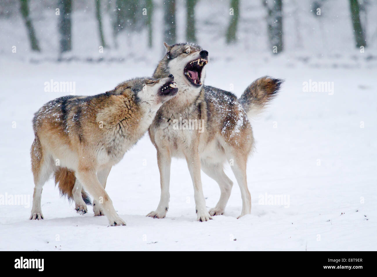 Howling Wolves (Canis lupus) in the snow, Hesse, Germany Stock Photo ...