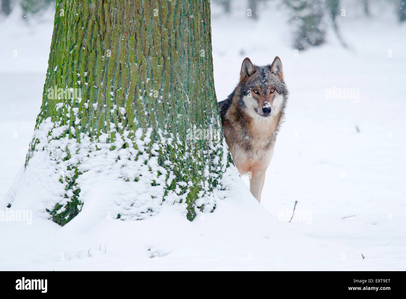 Wolf behind tree hi-res stock photography and images - Alamy
