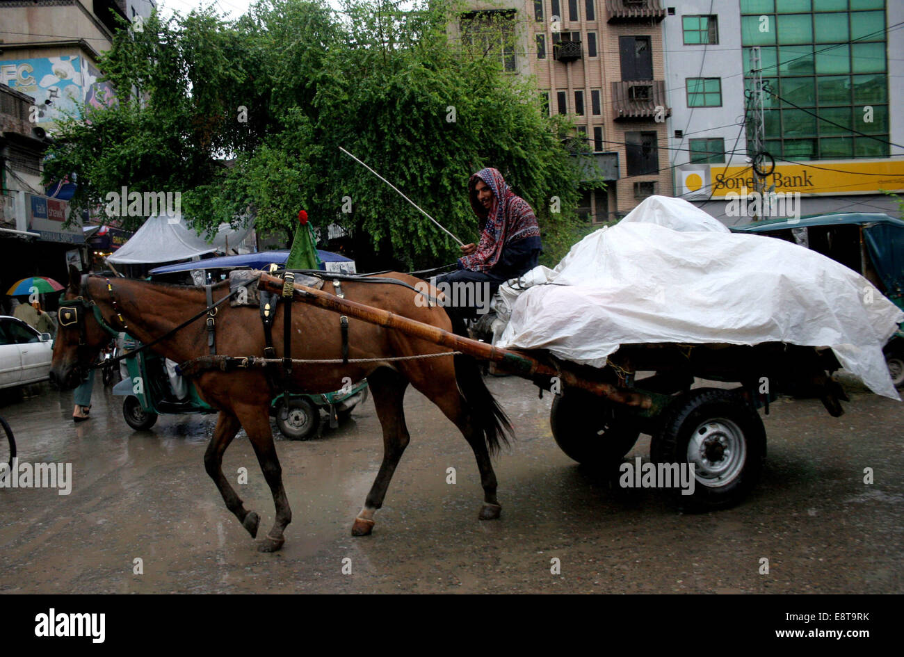 Peshawar. 14th Oct, 2014. A man rides on a horse-drawn cart during the ...