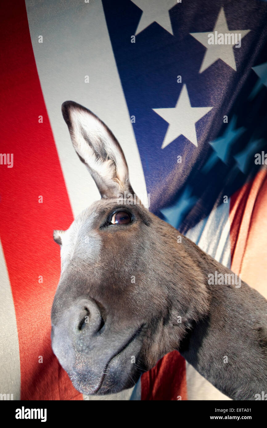 Donkey low angle view hi-res stock photography and images - Alamy