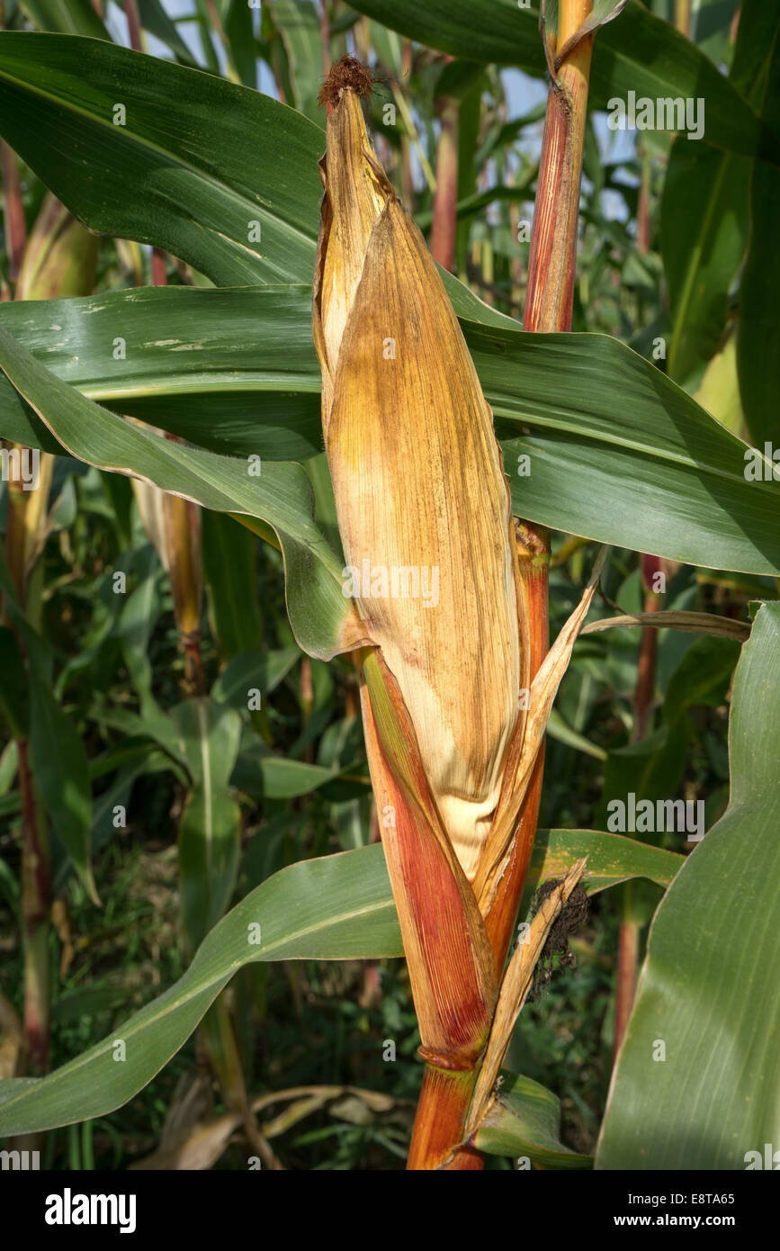Corn leaves detail hi-res stock photography and images - Alamy